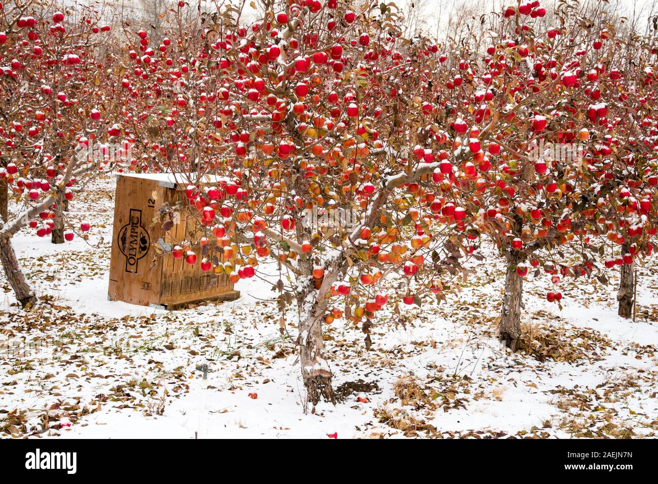 Unharvested apple hi-res stock photography and images - Alamy