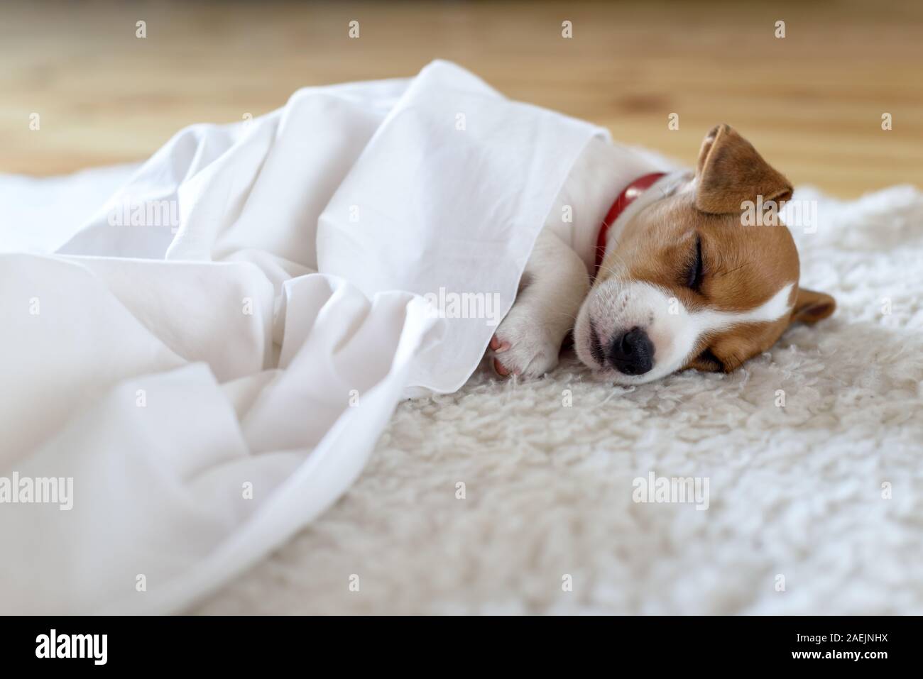 Pet sleeping on bed hi-res stock photography and images - Alamy