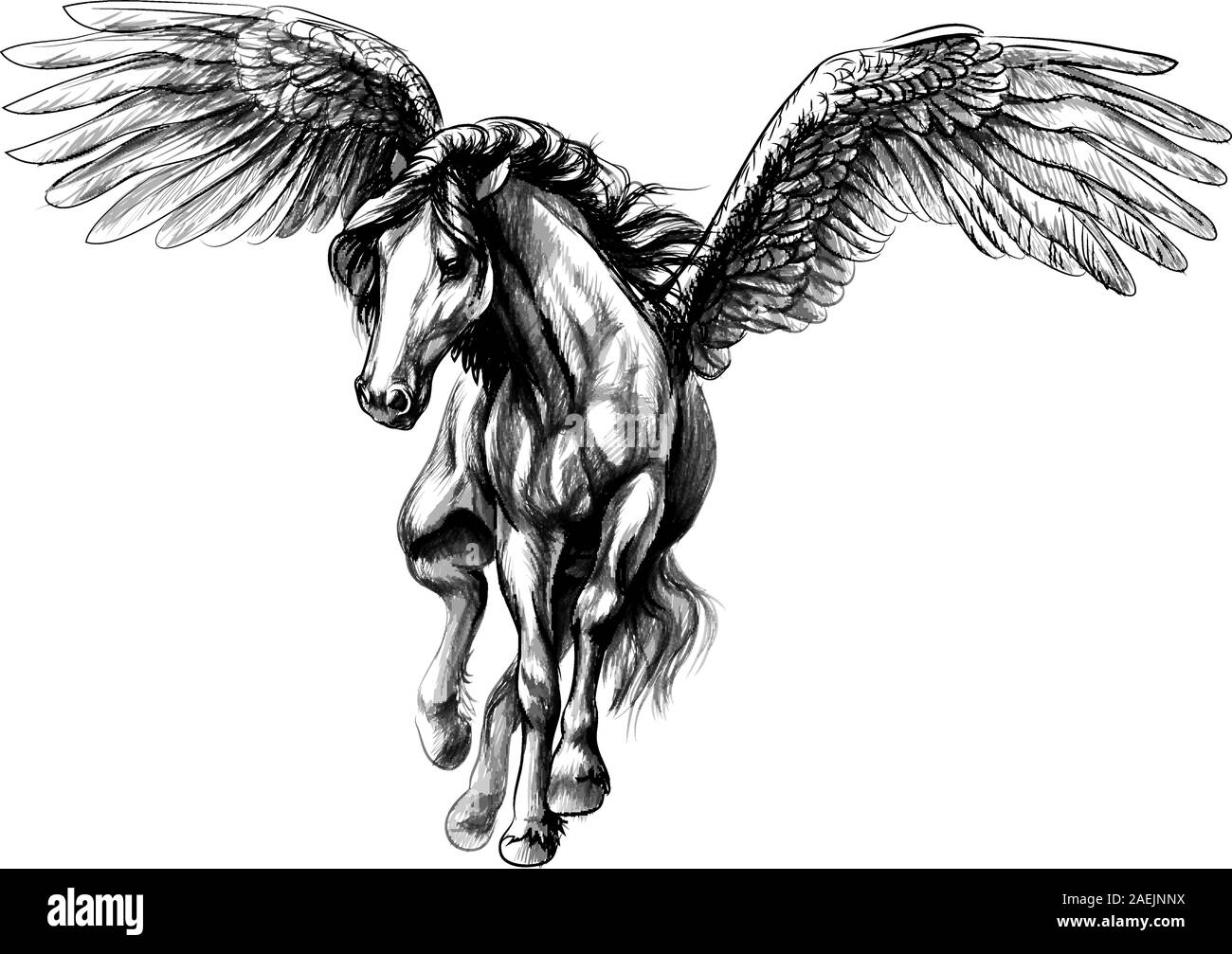 Pegasus Horse Drawings