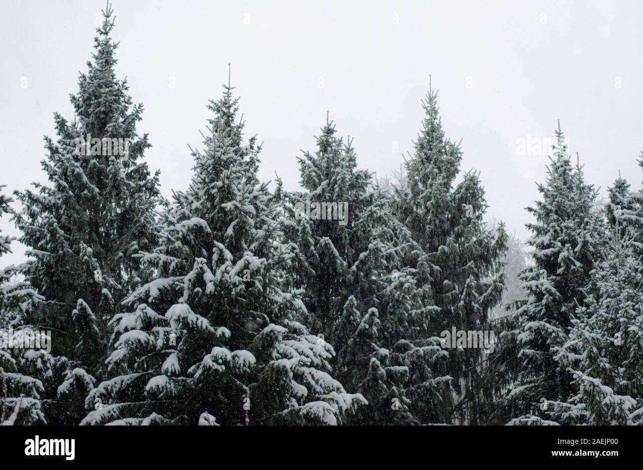 Snow on spruce branches Stock Photo - Alamy