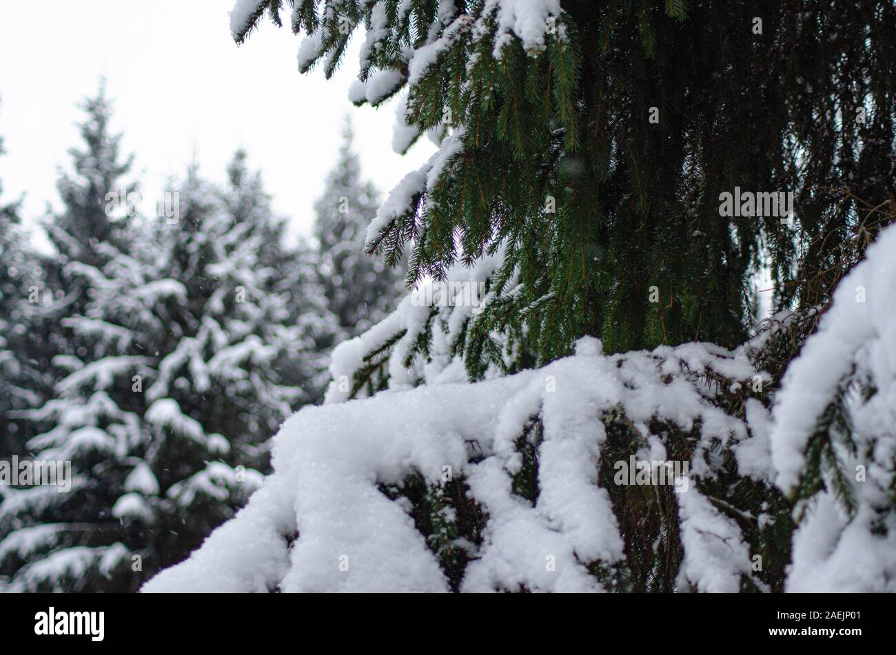 Snow on spruce branches Stock Photo - Alamy