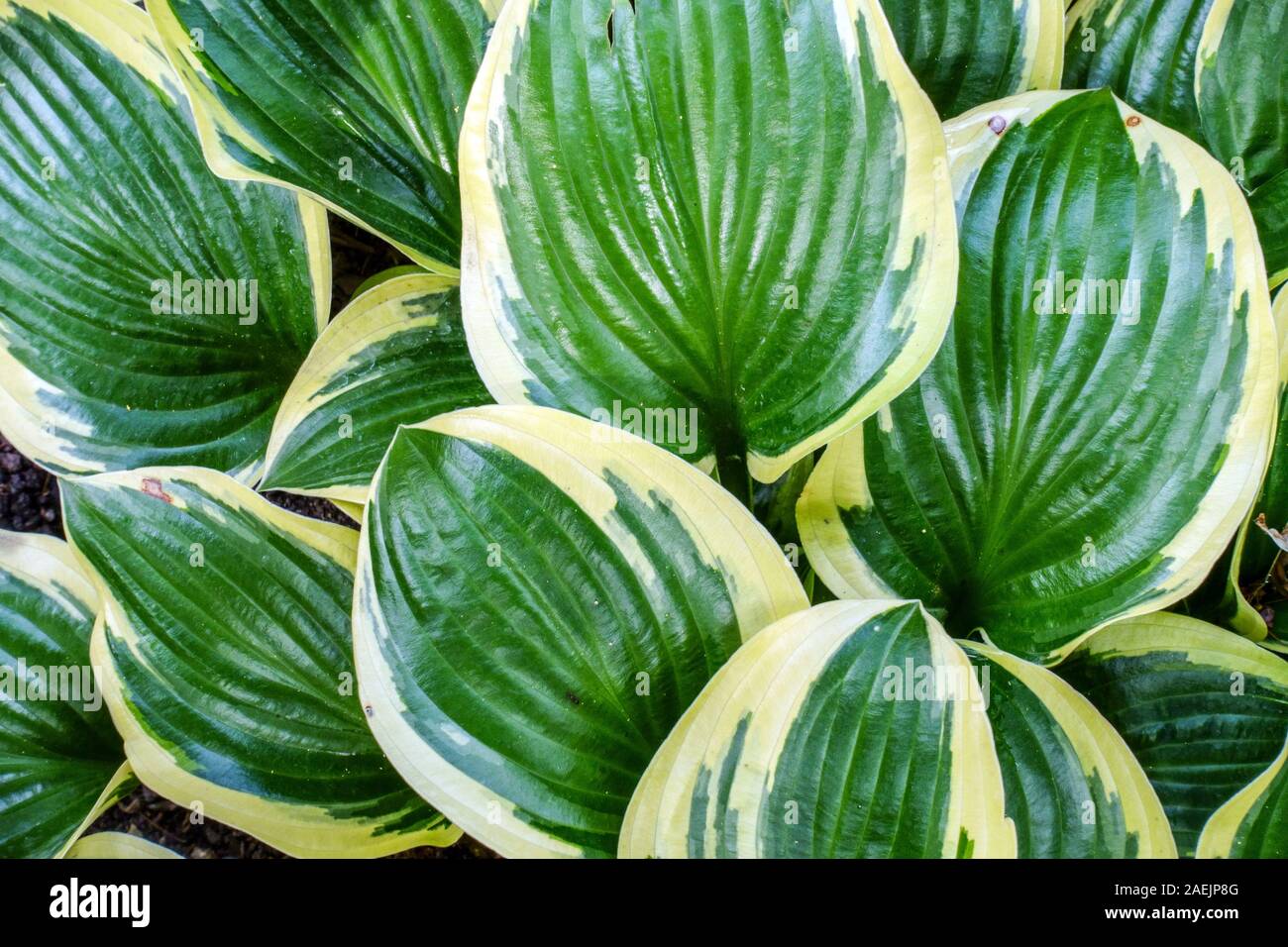 Hosta Queen Josephine fresh variegated leaves Stock Photo - Alamy