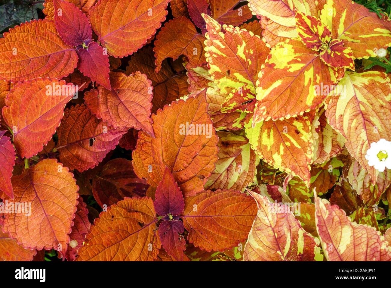 Orange Coleus scutellarioides 'Freckles' plant, Beautiful decorative ...