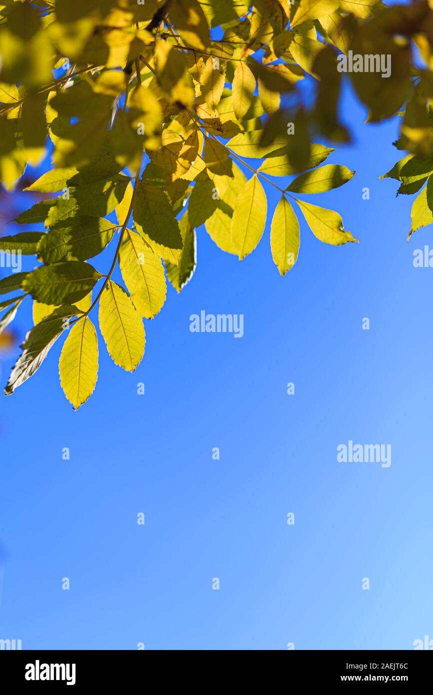 Sharp leaves hi-res stock photography and images - Alamy
