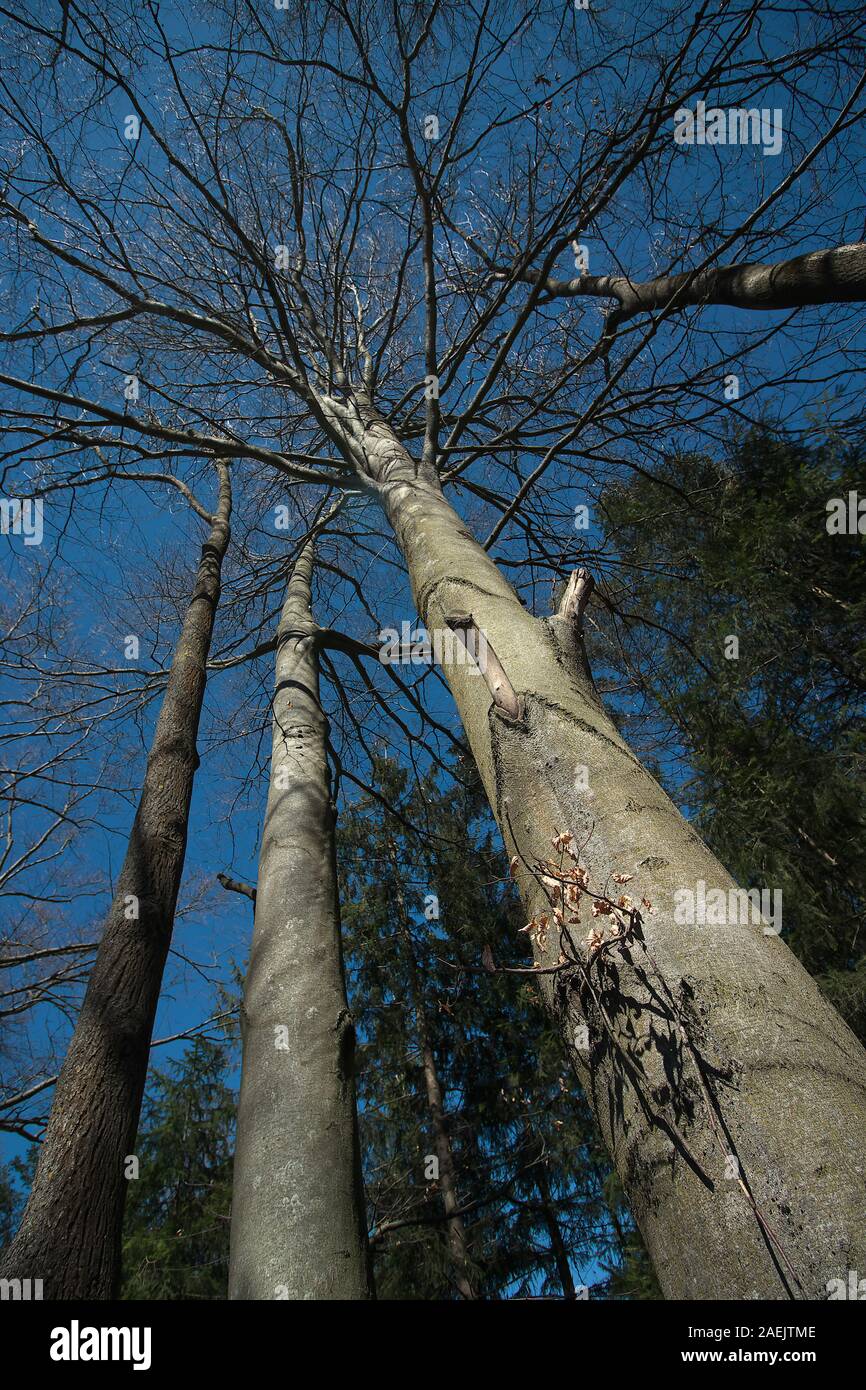 Low angle shot of trees hi-res stock photography and images - Alamy