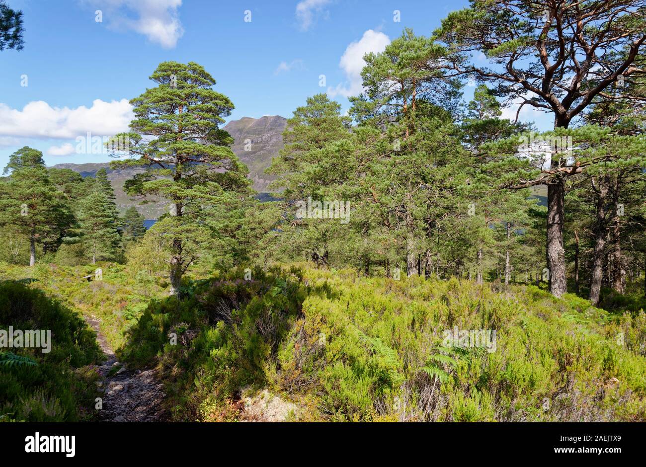 Wester ross and scotland and forest hi-res stock photography and images ...