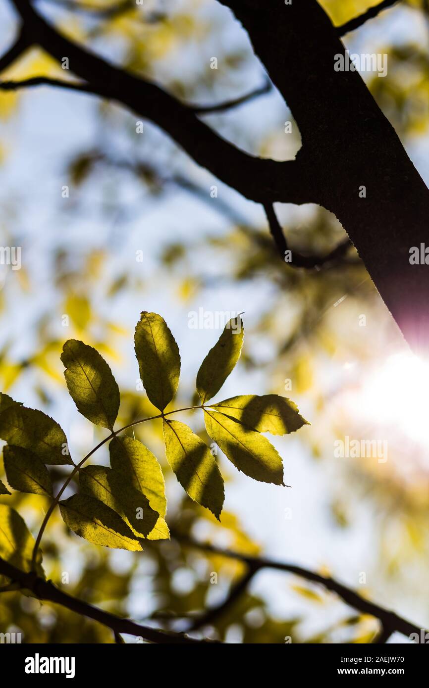 Sharp leaves hi-res stock photography and images - Alamy