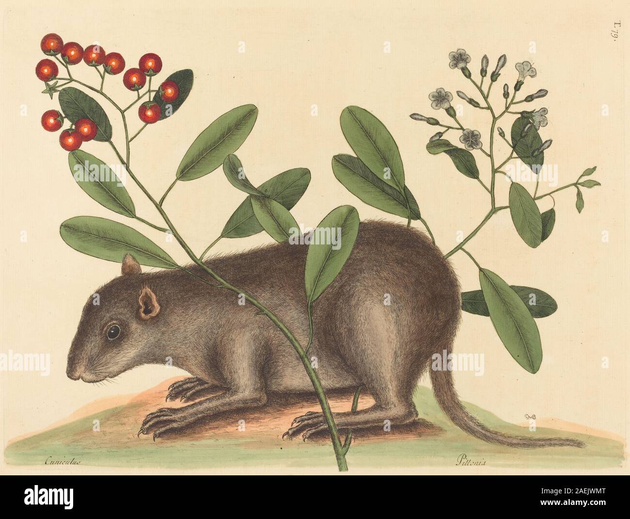 Educational illustration depicts hi-res stock photography and images ...