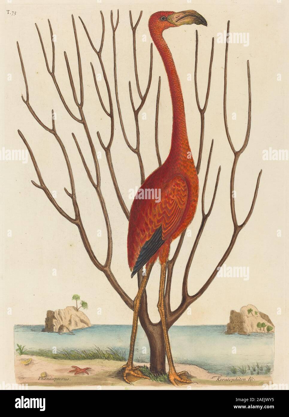 The illustration depicts a flamingo (Phoenicopterus ruber) with its ...