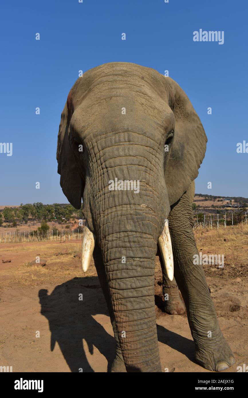 Meeting with an Elephant at 9:15 Stock Photo - Alamy