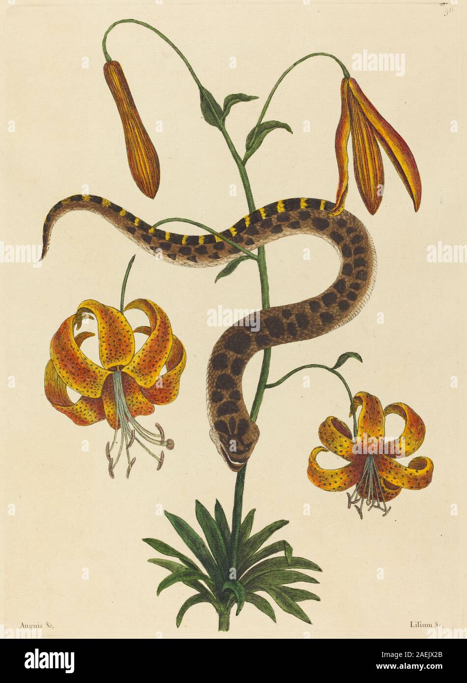 Snake identification hi-res stock photography and images - Alamy