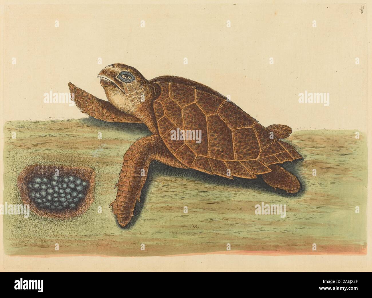 This illustration depicts the hawksbill turtle (Testudo caretta) with a ...