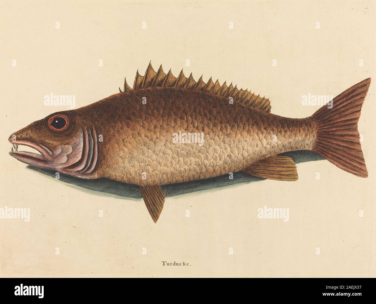 Labrus griseus hi-res stock photography and images - Alamy