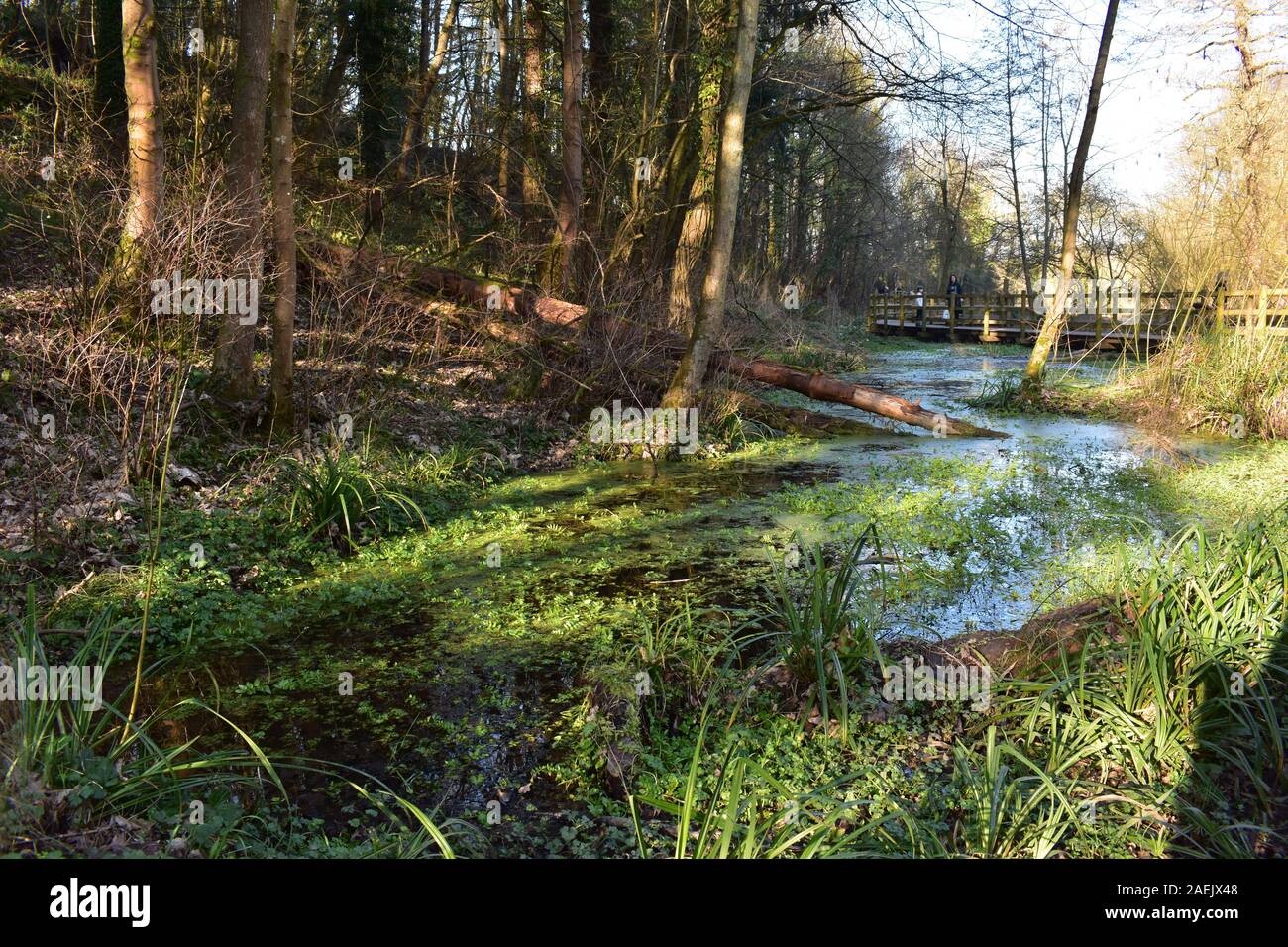 Watery trees hi-res stock photography and images - Alamy