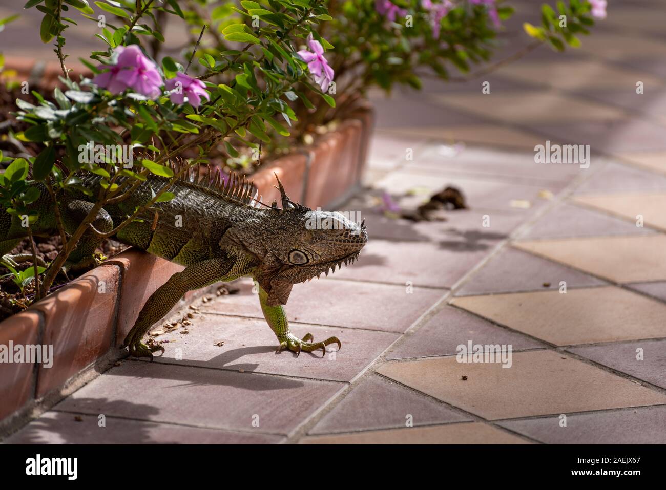 A single green Iguana in a palm tree in a natural wild South American ...
