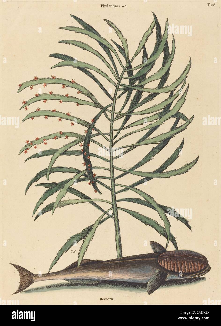 Mark Catesby, The Sucking Fish (Echeneis Naucratis), published 1731 ...