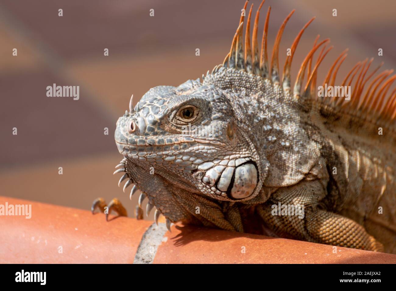 A single green Iguana in a palm tree in a natural wild South American ...