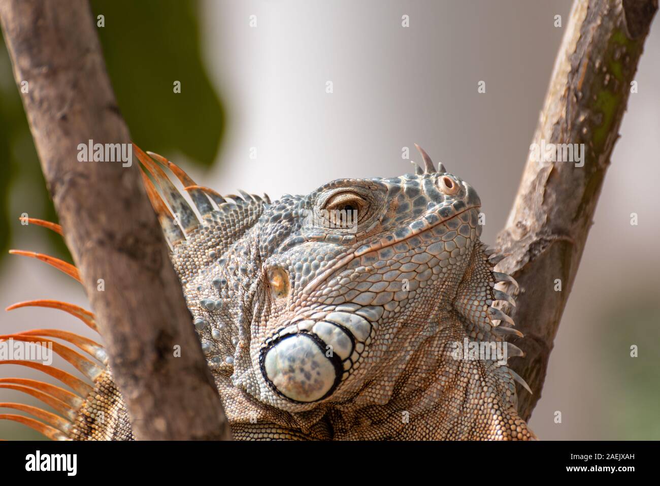 A single green Iguana in a palm tree in a natural wild South American ...