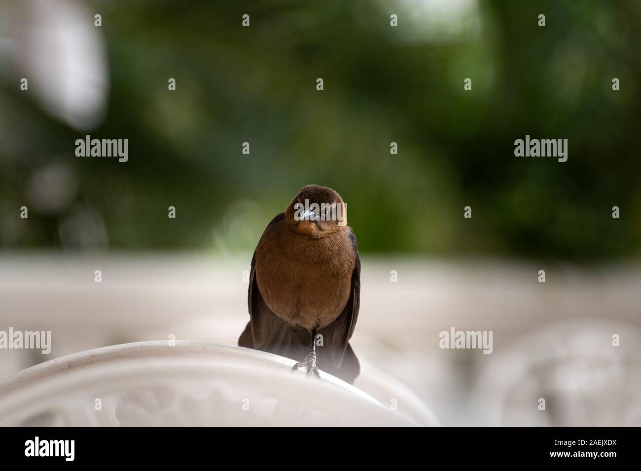 Evil bird hi-res stock photography and images - Alamy