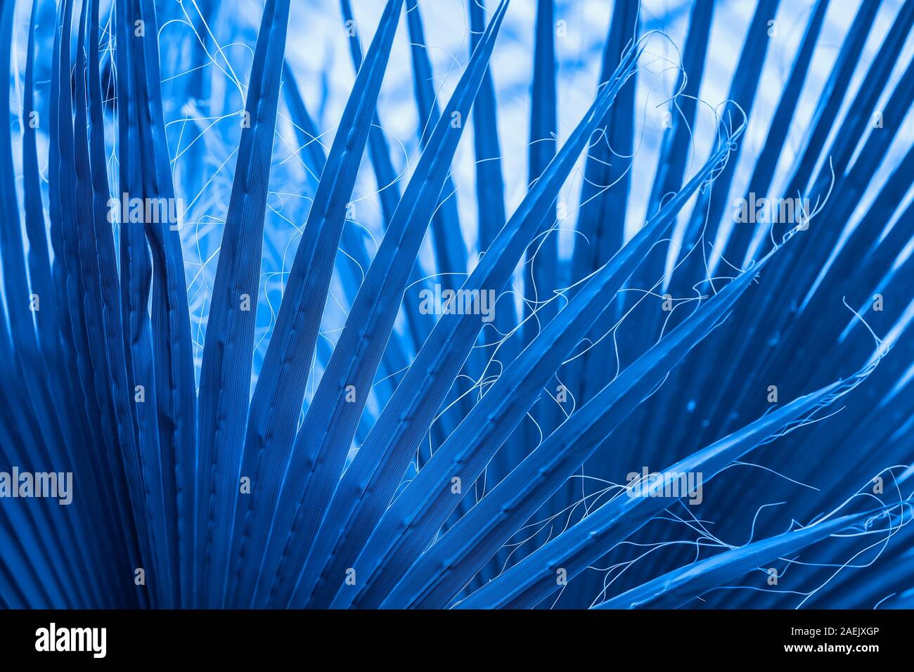 Tropical fresh palm tree branch close-up. Abstract natural texture ...