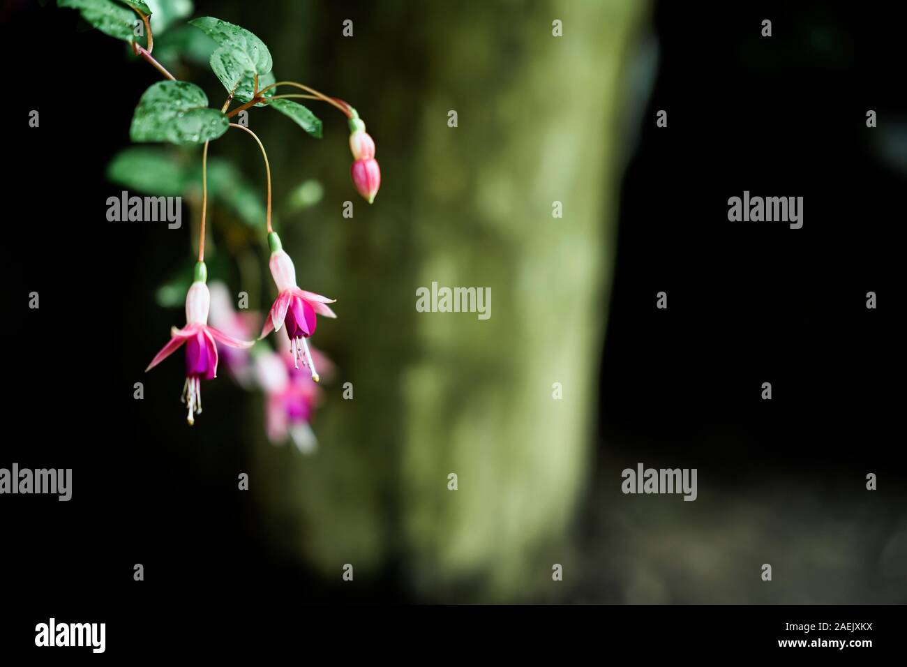 Fuchsia splendens plant hi-res stock photography and images - Alamy