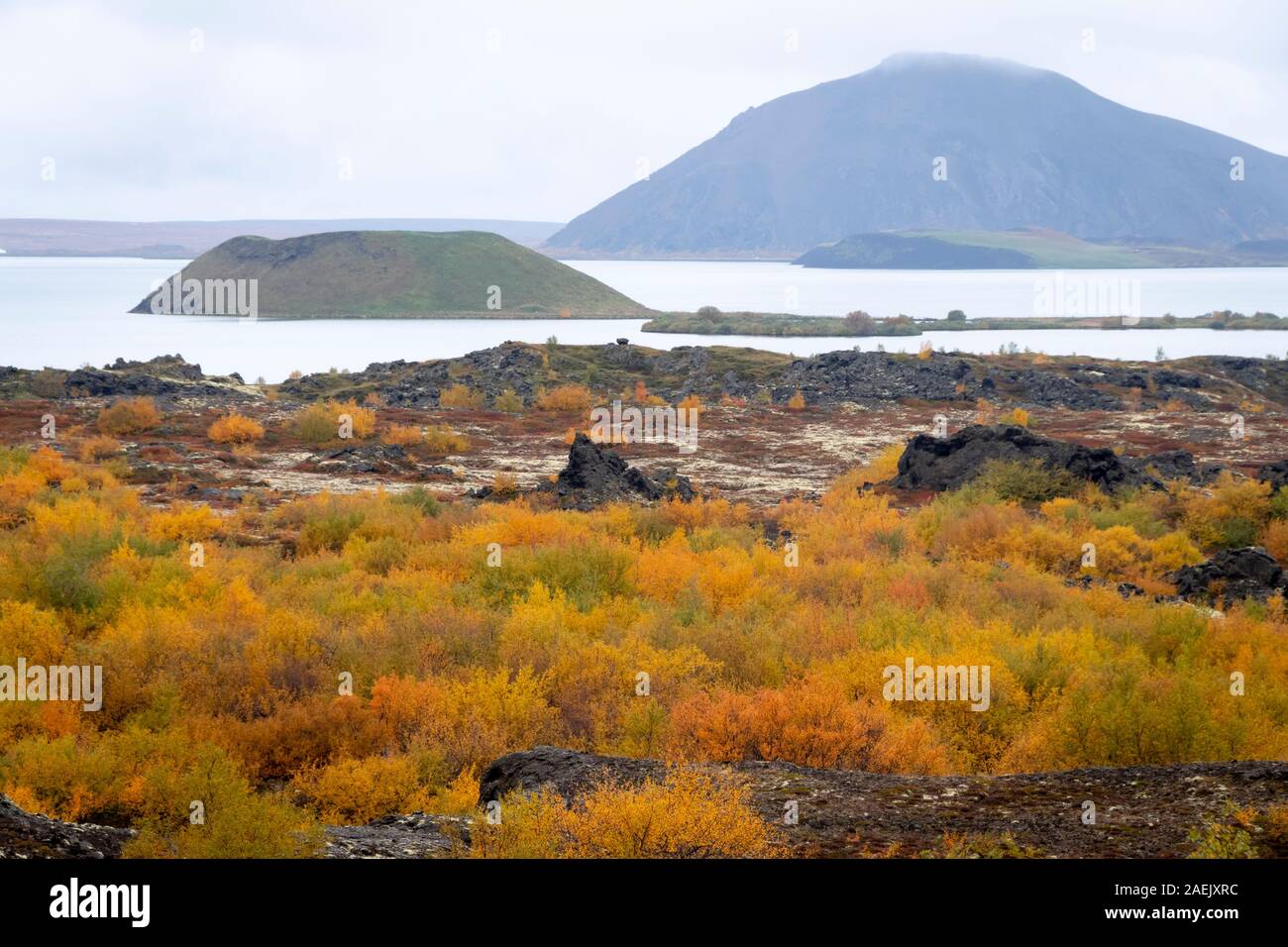 Yellow plants and stunted trees and dark volcanic rocks, Lake Myvatn ...