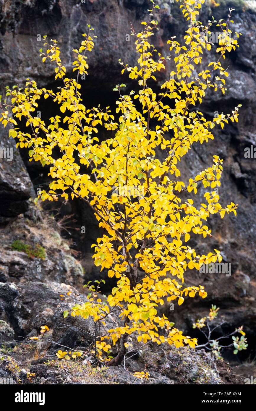 Yellow plants and stunted trees and dark volcanic rocks, Myvatn ...