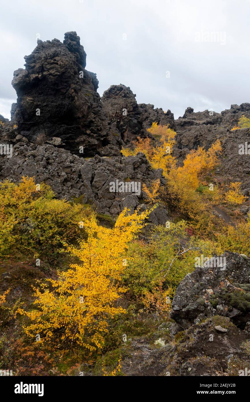 Yellow plants and stunted trees and dark volcanic rocks, Myvatn ...