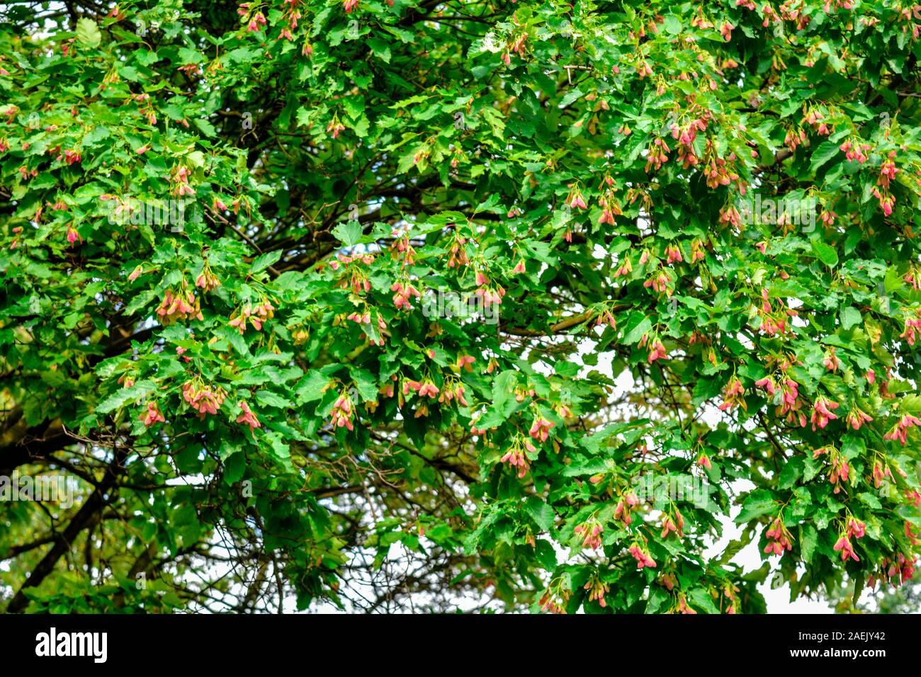 Acer tataricum crone with winged seeds. Tatar maple, Tatarian maple ...