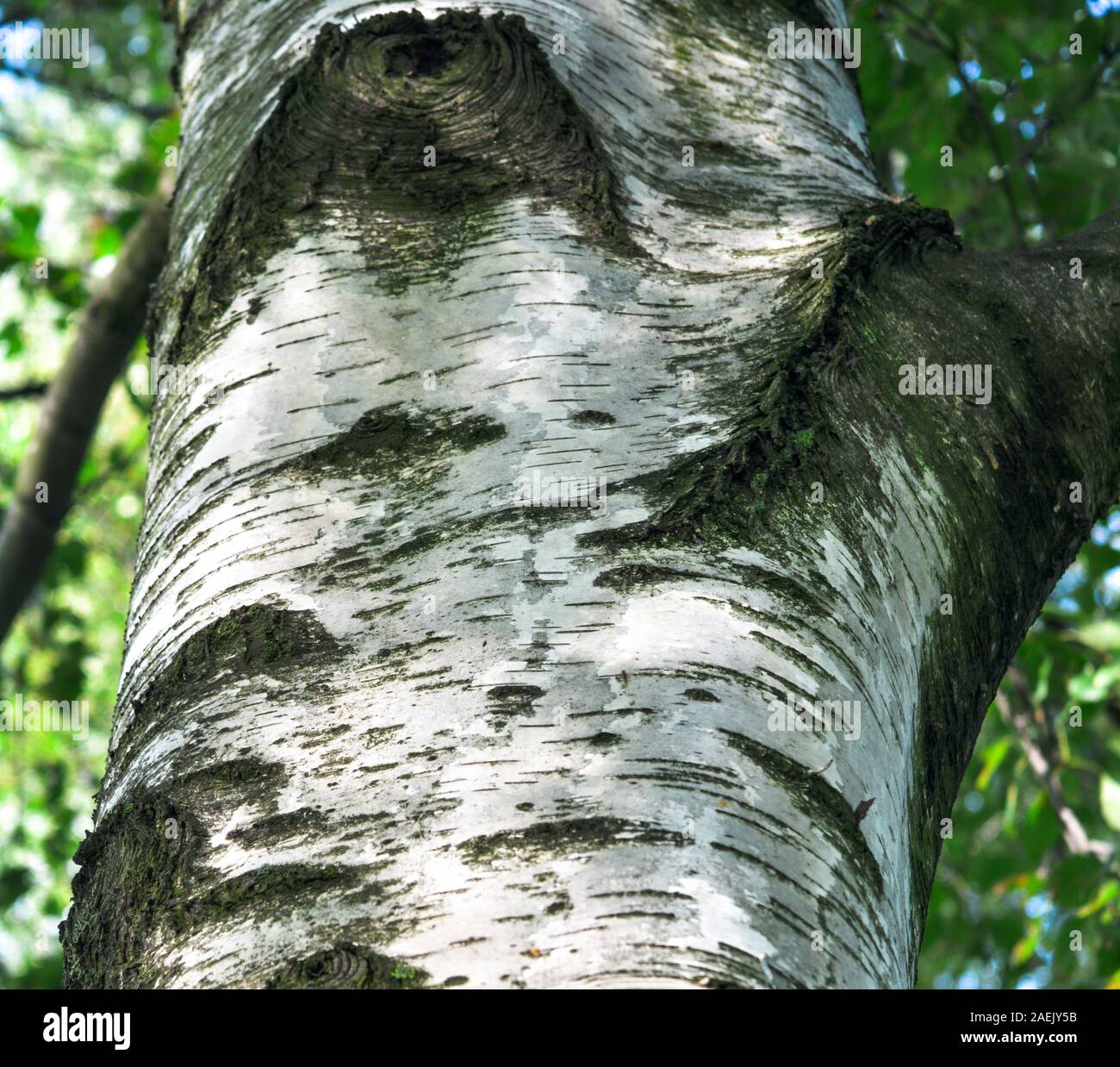 Close-up part of Birch tree trunk in summer forest. White and black ...