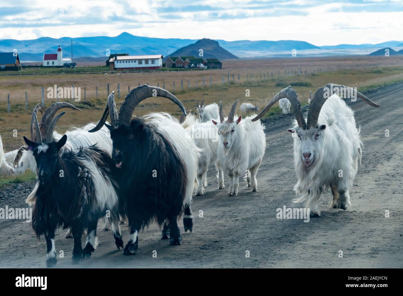 Herd of cashmere goats hi-res stock photography and images - Alamy