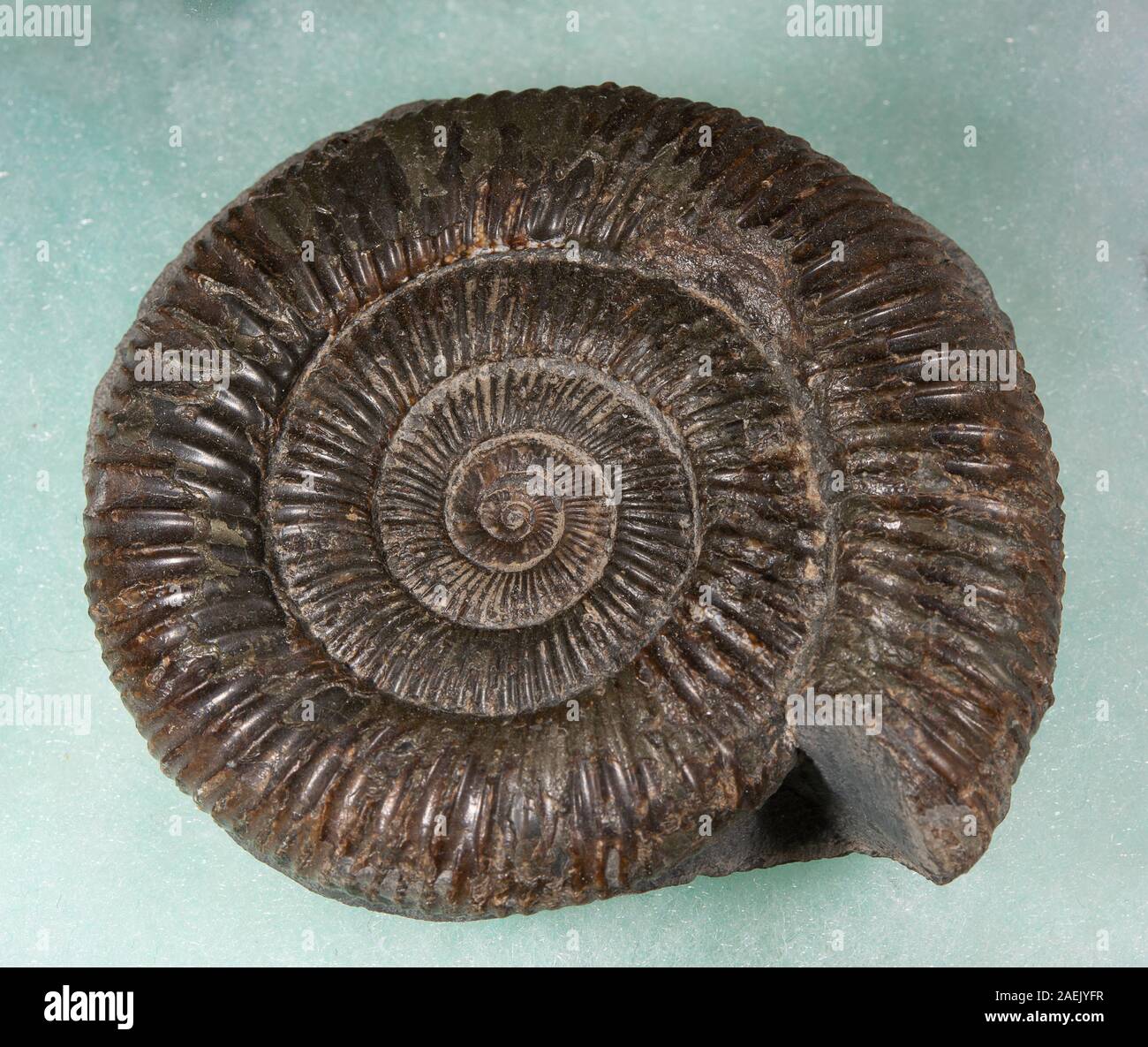 Ammonite cephalopod, Dactyilioceras commune, Upper Lias, Lower Jurasic ...