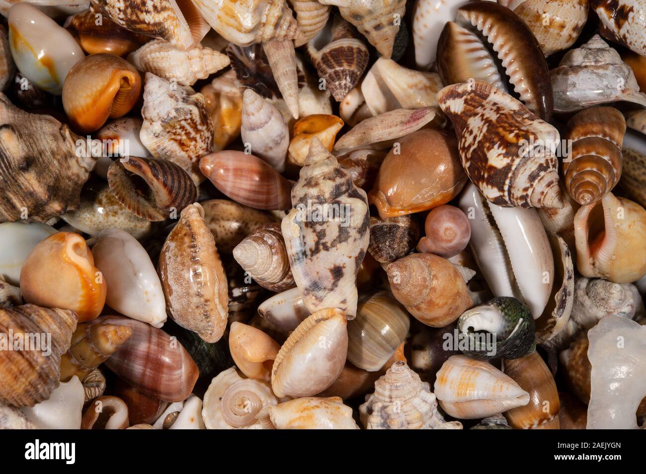 Pattern of tropical shells Stock Photo - Alamy