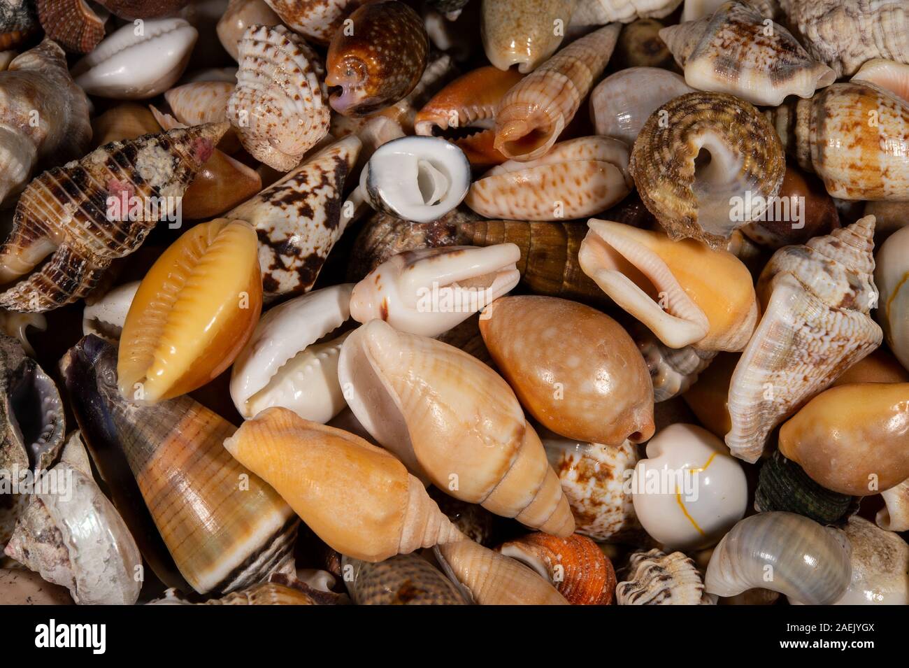Pattern of tropical shells Stock Photo - Alamy
