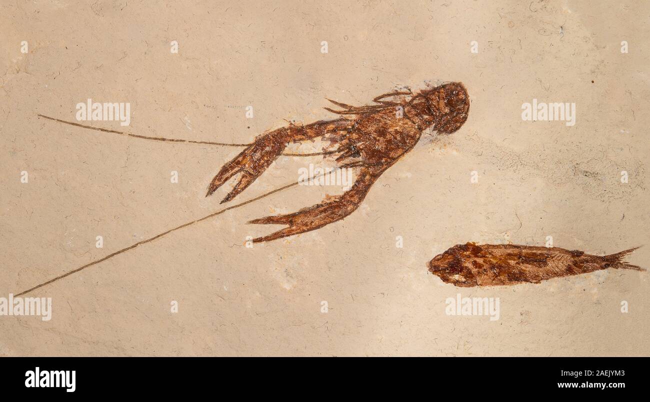 Crustacean fossil hi-res stock photography and images - Alamy