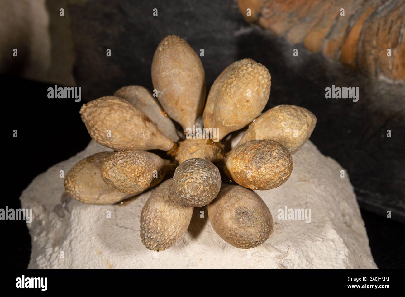 Fossil urchin, Pseudocidaris thurmanni, France, Upper Jurassic Stock ...