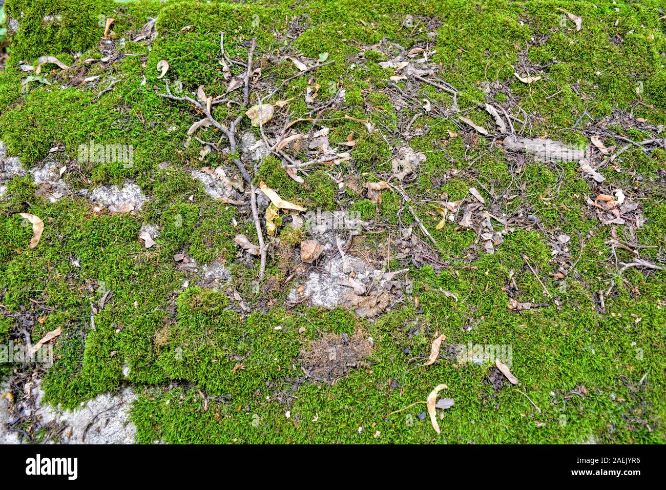 Green forest moss with fallen wood debris with dry branches of trees ...