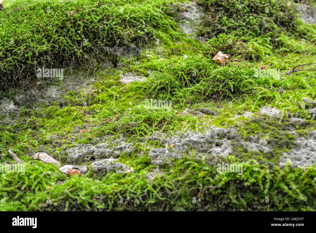 Moss-covered stone. Moss and lichen covered old rough stone. Bright ...