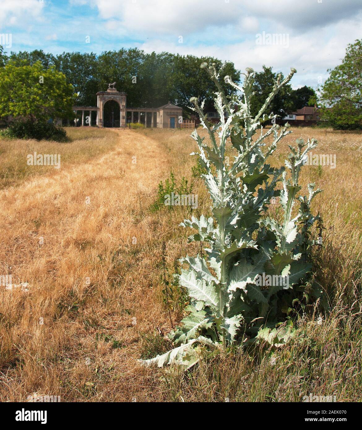 Giant thistle Onopordum acanthium in the Capability Brown park at Syon ...