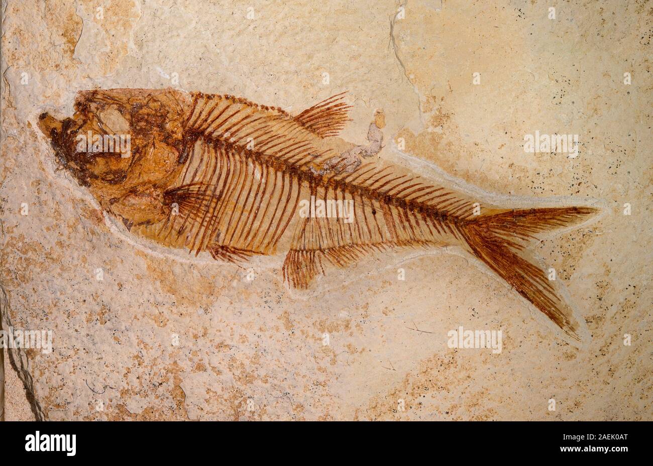 Fossils fossil usa hi-res stock photography and images - Alamy