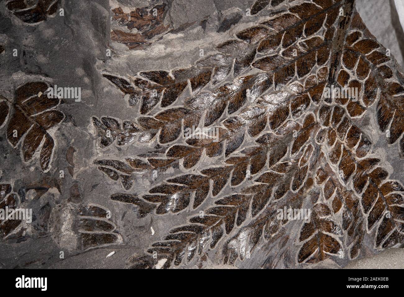 Fossil fern, Lescurofiteris genvina, Upper Carbonifer, Montceau Les ...