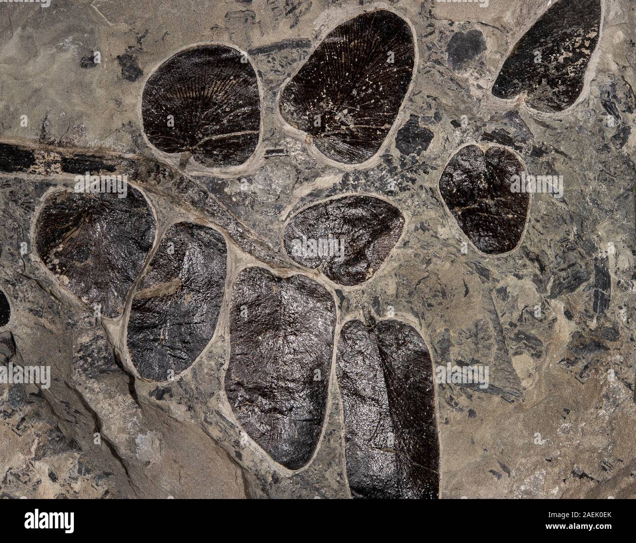 Fossil fern, Diecksonites sterzeli, Carbonifer, Montceau Les Mines ...