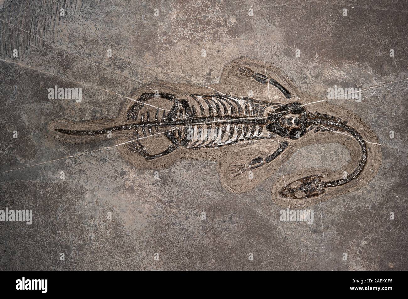 Fossil reptile, Kueichosaurus sp., Nothosauria, Triassic Stock Photo ...