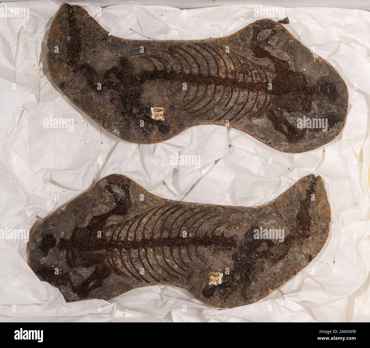 Fossil reptile, Barasaurus besairiei, Owenettidae, Late Permian ...