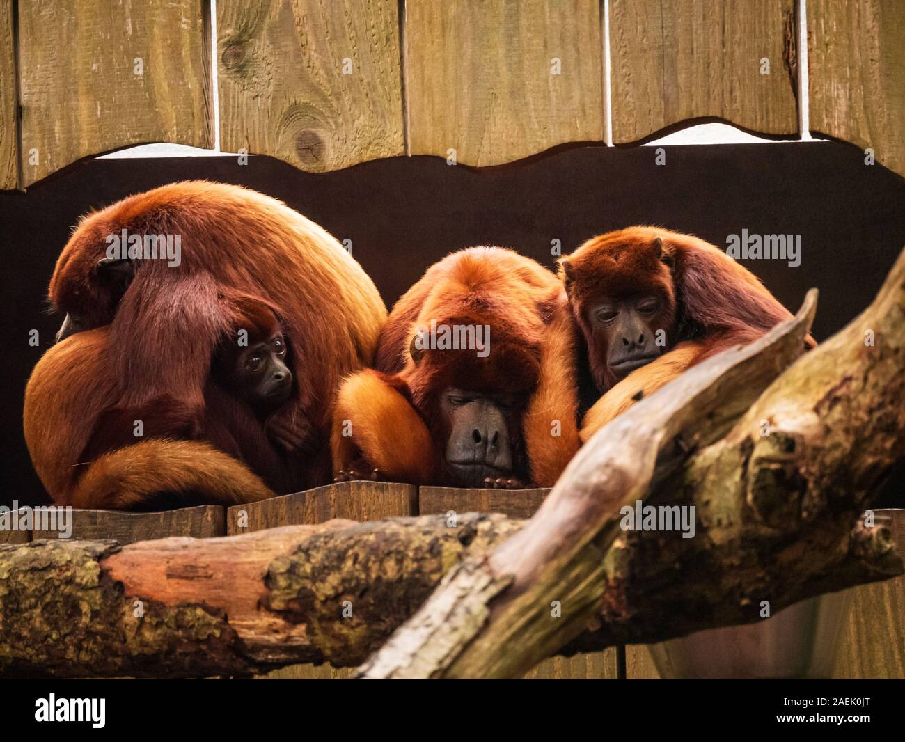 A group of Colombian red howlers sitting together at the Apenheul in ...