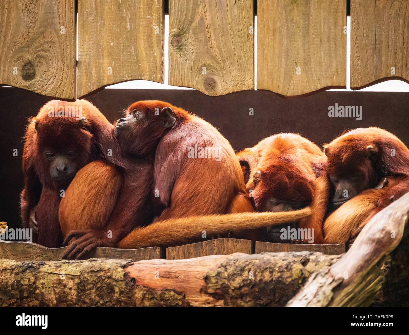 Howlers hi-res stock photography and images - Alamy