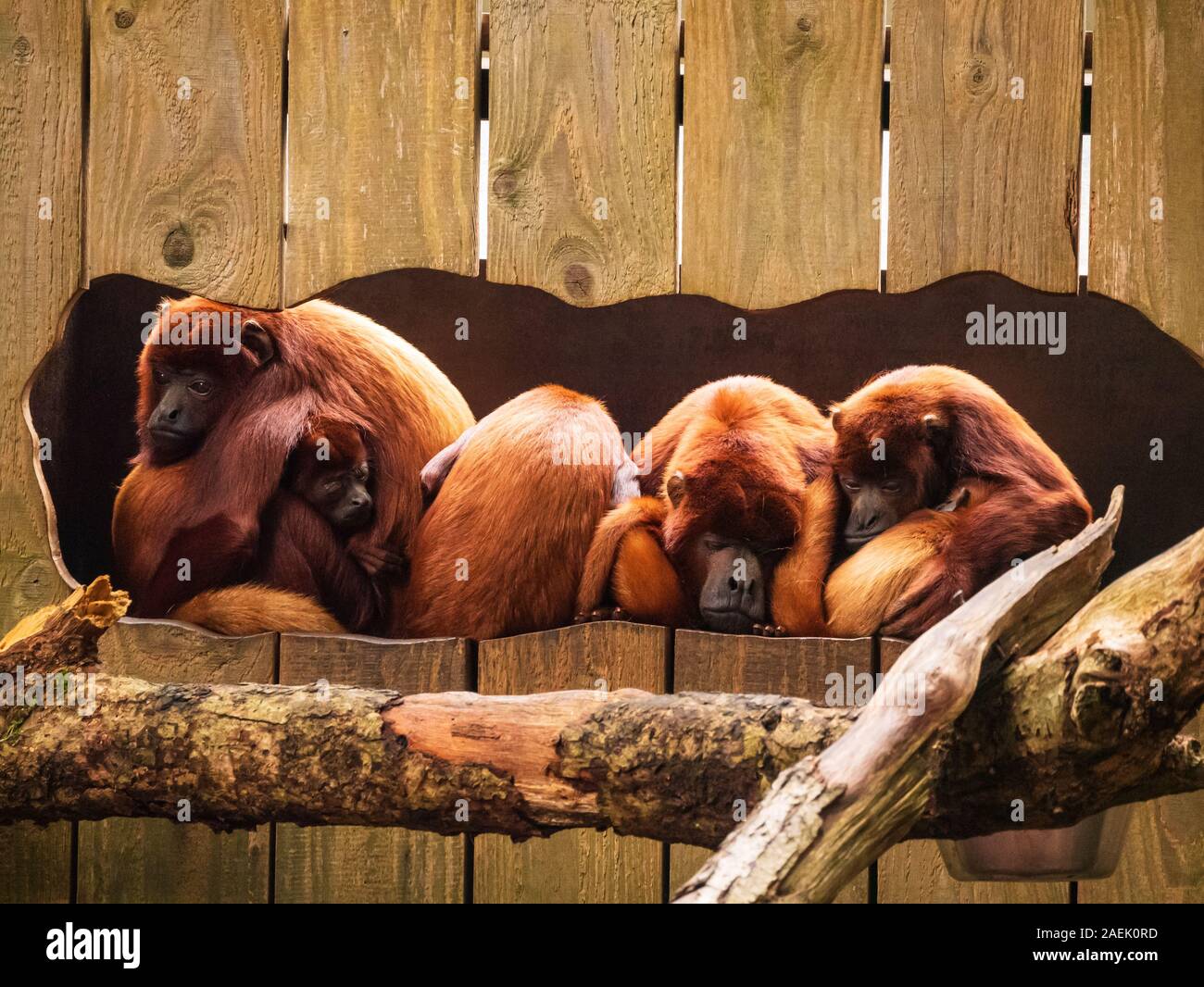 Howlers hi-res stock photography and images - Alamy