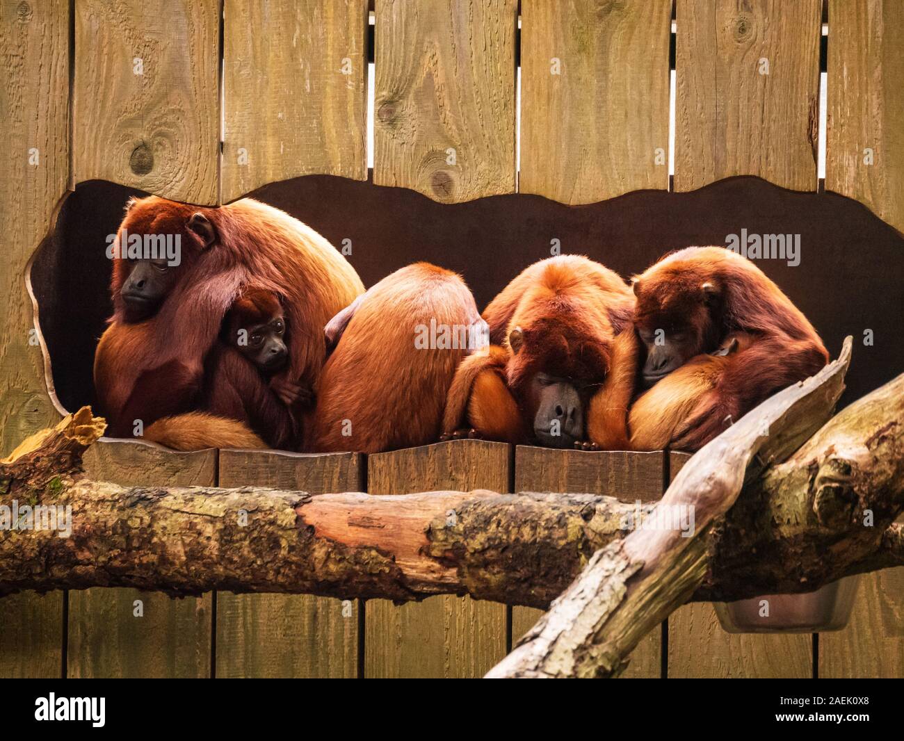 Colombian red howler hi-res stock photography and images - Alamy