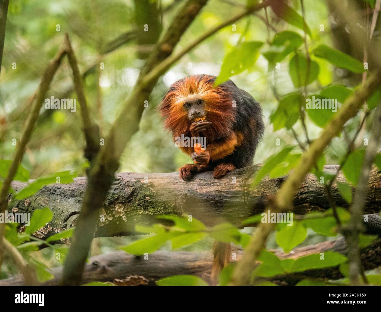 Golden Lion Tamarin Eating