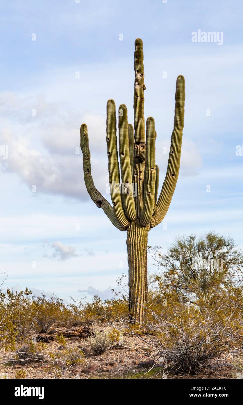 Saguaro Cactus in the Phoenix Desert Preserve, Apache Wash Trail ...